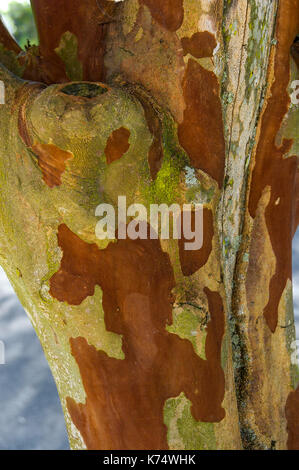 multi colored trunk of the Crape Myrtle tree Lagerstroemia indica cv ...