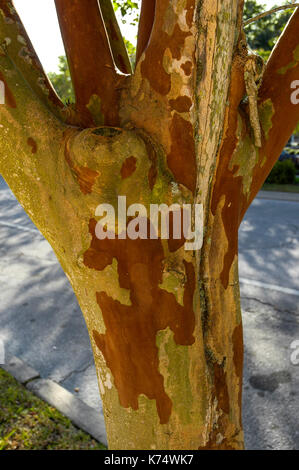 multi colored trunk of the Crape Myrtle tree Lagerstroemia indica cv ...