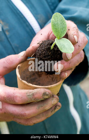 Garden Flowers and Leaves Stock Photo - Alamy