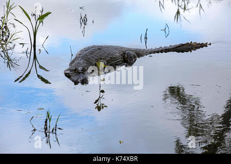 Black caiman ( Melanosuchus niger ), in Portuguese known as jacare-acu ...