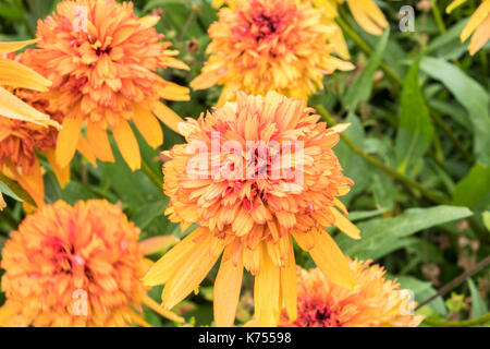 Orange Hawkbit University of Nottingham Stock Photo - Alamy