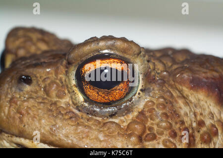 skin of ground toad extreme closeup Stock Photo - Alamy