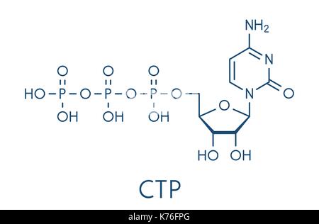 Cytidine triphosphate (CTP) molecule, it is pyrimidine nucleoside ...