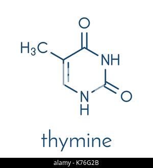 Thymine (T) nucleobase molecule. present in DNA. Skeletal formula Stock ...