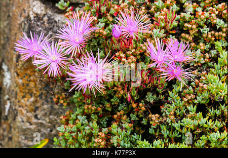 The pink flowers of Lampranthus aurantiacus in Tresco Abbey gardens ...