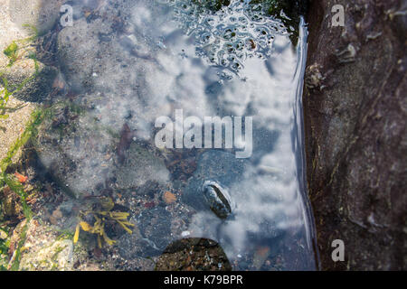 Rock pool at Lendalfoot near Girvan Scotland Stock Photo - Alamy
