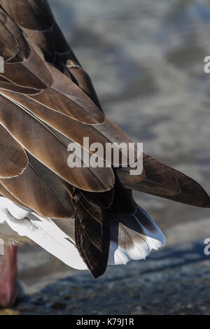 Tail Feathers of Hawaiian Goose at Slimbridge Stock Photo - Alamy