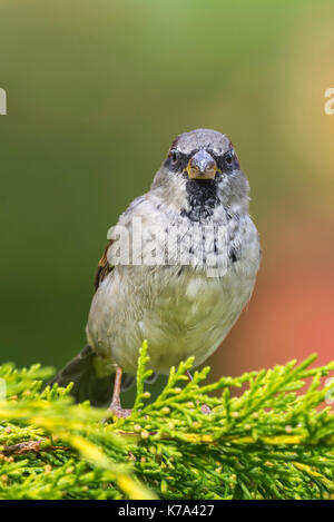 sparrow on a bush Stock Photo - Alamy