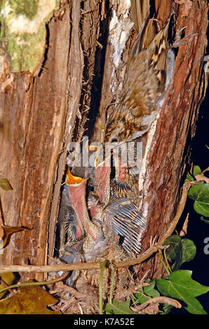 Common treecreeper Certhia familiaris, adult flying from nest hole ...