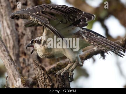 Elkton, OREGON, USA. 15th Sep, 2017. A young osprey perches in a dead ...