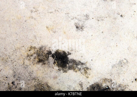 Mold on paper texture close-up background Stock Photo - Alamy