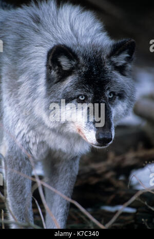 Gray wolf, Oregon Zoo, Washington Park, Portland, Oregon Stock Photo ...