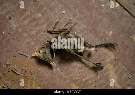 Dead Bird Skeleton, remains of Common starling (Sturnus vulgaris ...