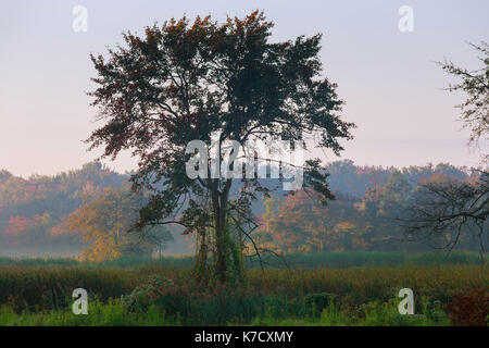 early morning. forest hiding in the fog Stock Photo - Alamy