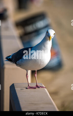 seagull with humans Stock Photo - Alamy