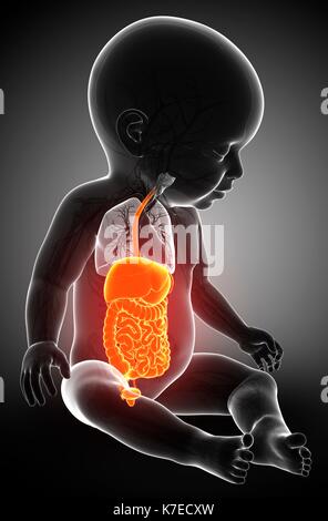 Illustration of a baby's digestive system Stock Photo - Alamy