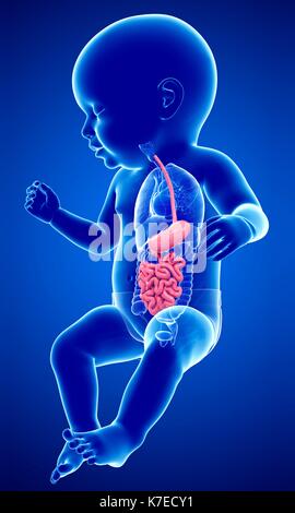 Illustration of a baby's digestive system Stock Photo - Alamy