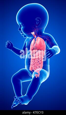 Baby's internal organs, illustration Stock Photo - Alamy