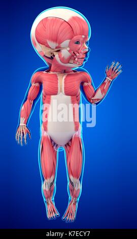 Illustration of a baby's muscles Stock Photo - Alamy