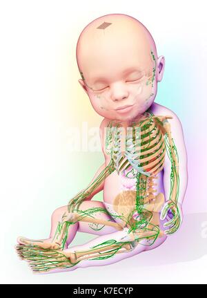 Illustration of a baby's lymphatic system Stock Photo - Alamy
