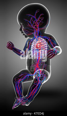 Illustration of a baby's circulatory system Stock Photo - Alamy