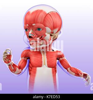 Illustration of a baby's muscles Stock Photo - Alamy