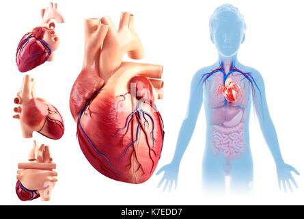 Illustration of a child's heart anatomy Stock Photo - Alamy