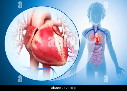 Illustration of a child's heart anatomy Stock Photo - Alamy