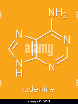 Adenine (A, Adenine) purine nucleobase molecule. Base present in DNA ...