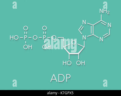 Adenosine diphosphate (ADP) molecule. Plays essential role in energy ...