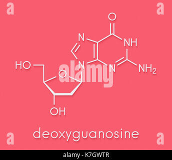 Deoxyguanosine (dG) nucleoside molecule. DNA building block. Stylized ...