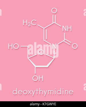 Thymidine (deoxythymidine) nucleoside molecule. DNA building block ...