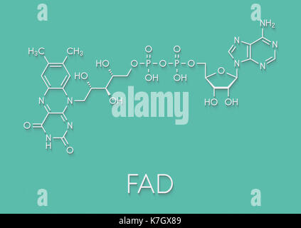 Flavin adenine dinucleotide (FAD) redox coenzyme molecule. Atoms are ...