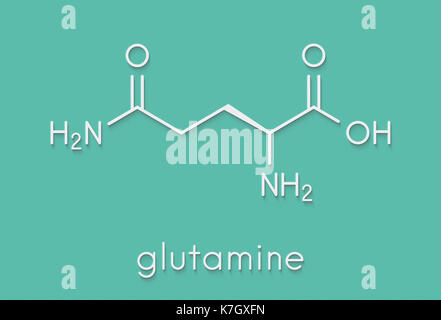Glutamine (l-glutamine, Gln, Q) amino acid molecule. Skeletal Stock ...