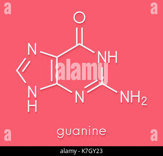 Guanine (G) purine nucleobase molecule. Base present in DNA and RNA ...