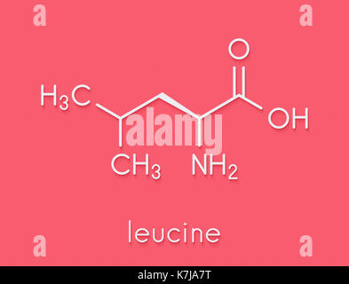 Leucine (l-leucine, Leu, L) amino acid molecule. Skeletal formula Stock ...