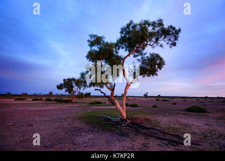Lone gum tree at sunset Bladensberg National Park, Winton, Western ...