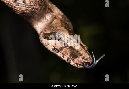 Common Northern Boa (Boa imperator) from Sonora, Mexico Stock Photo - Alamy