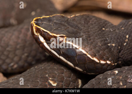 Common cantil / Mexican moccasin (Agkistrodon bilineatus), venomous ...
