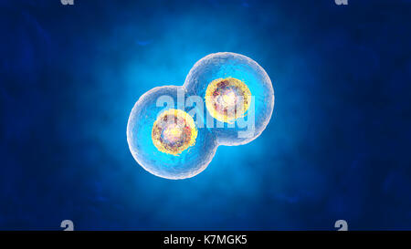 3D rendered illustration of the Mitosis and replication of a generic ...