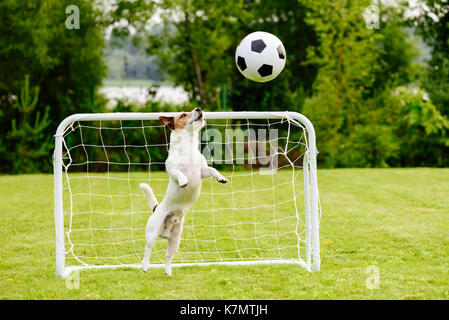 Funny goalkeeper saving goal catching football (soccer ball Stock Photo ...