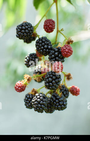 Ripe and unripe blackberries growing on bush outdoors, closeup Stock ...