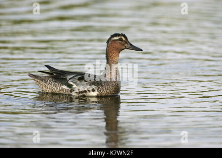 Garganey (Anas querquerdula) adult male in eclipse plumage bathing in ...