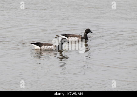 Two pale-bellied Brent Geese (Branta bernicla hrota) flying with their ...