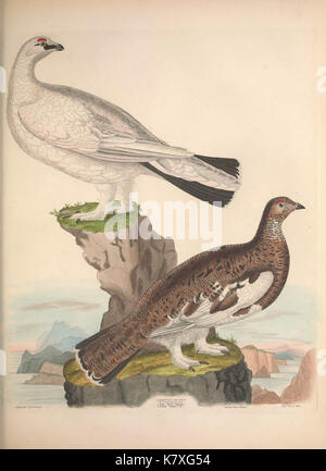 Illustrations of the American ornithology of Alexander Wilson and ...