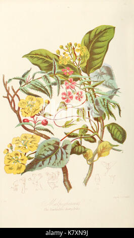 Plate 31 features illustrations of plant groups, categorizing them ...