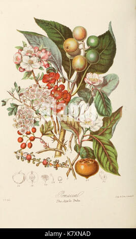 An illustration from Illustrations of the Natural Orders of Plants ...