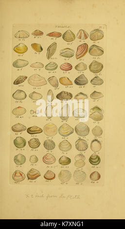 Index Testaceologicus: A catalog of mollusk shells and their species ...