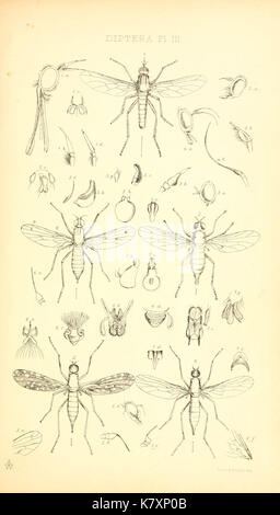 Insecta Britannica, Diptera, by Francis Walker. London, Reeve and ...