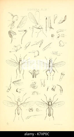 Insecta Britannica, Diptera, by Francis Walker, London, Reeve and ...